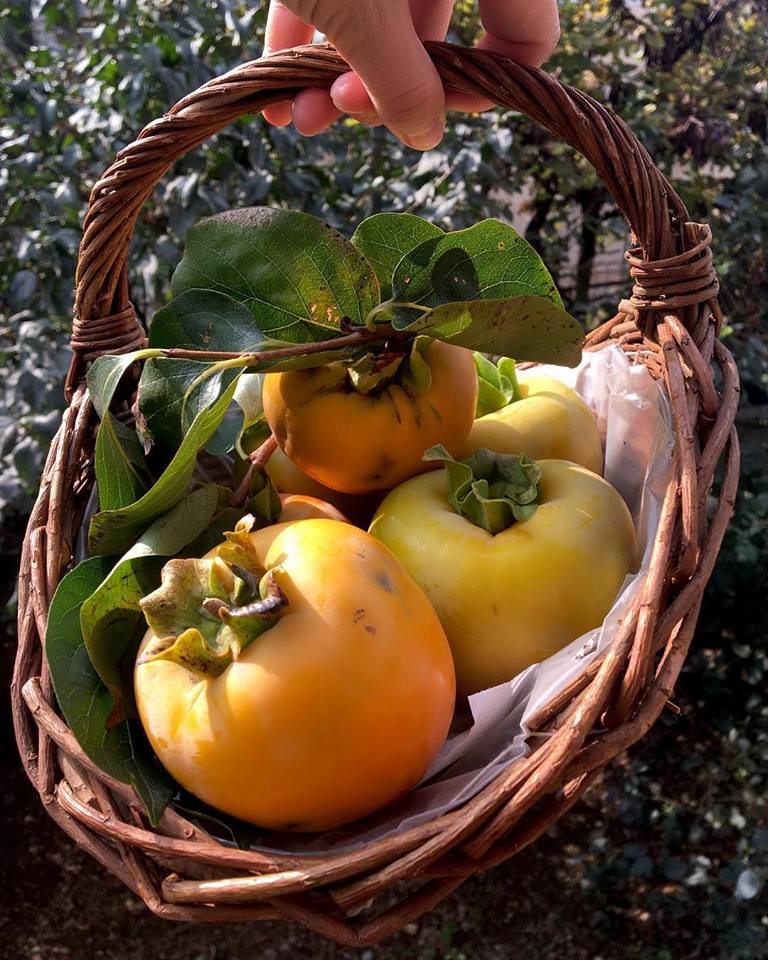 La frutta di stagione: le proprietà dei CACHI | Alessandra Zanini Dietista